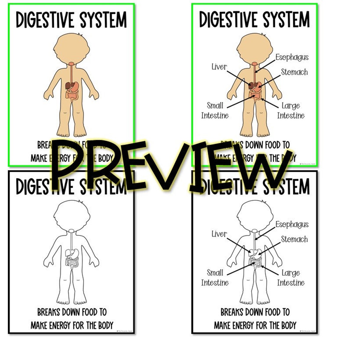Human Body Systems + Major Organs Posters + Picture Cards + Description ...
