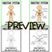 Human Body Systems + Major Organs Posters + Picture Cards + Description ...