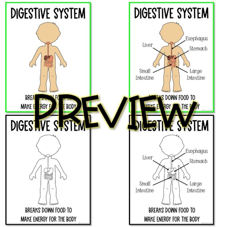 Human Body Systems + Major Organs Posters + Picture Cards + Description ...