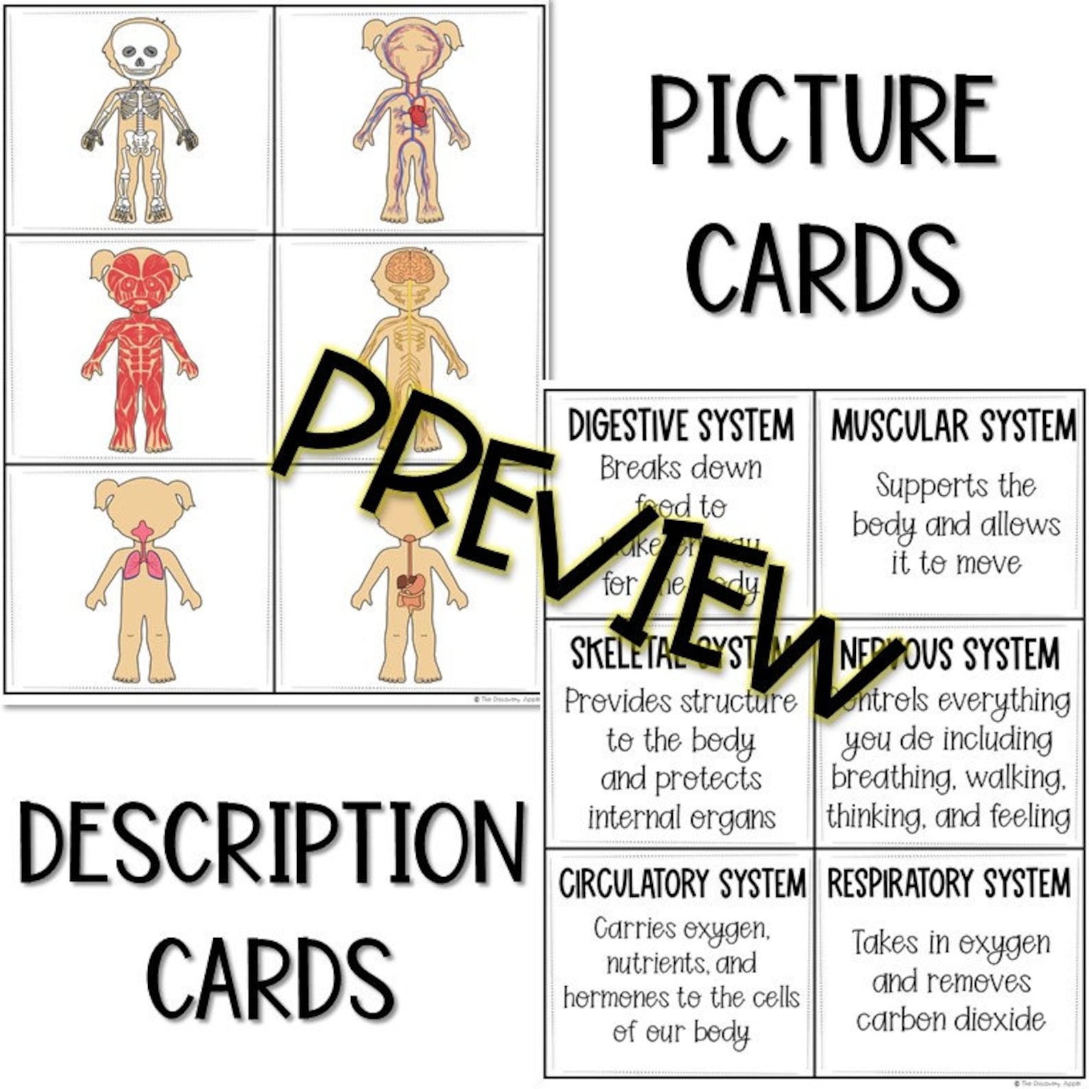 Human Body Systems + Major Organs Posters + Picture Cards + Description ...