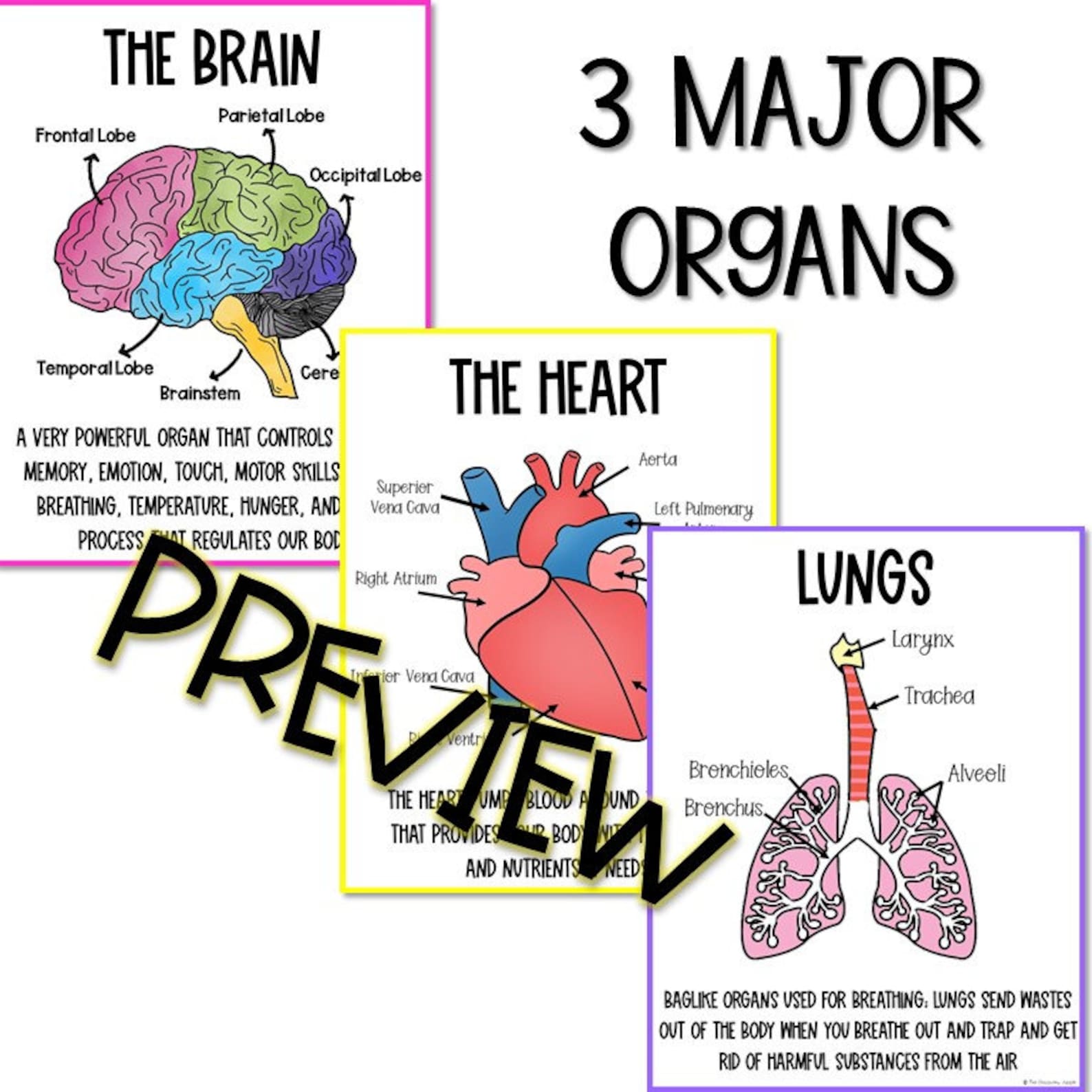 Human Body Systems + Major Organs Posters + Picture Cards + Description ...