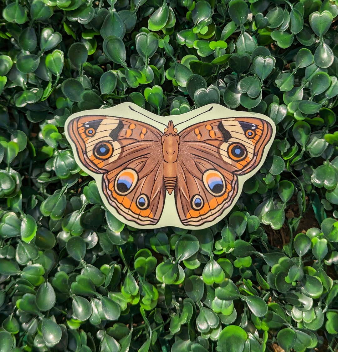 Brown Buckeye Butterfly Sticker - Etsy
