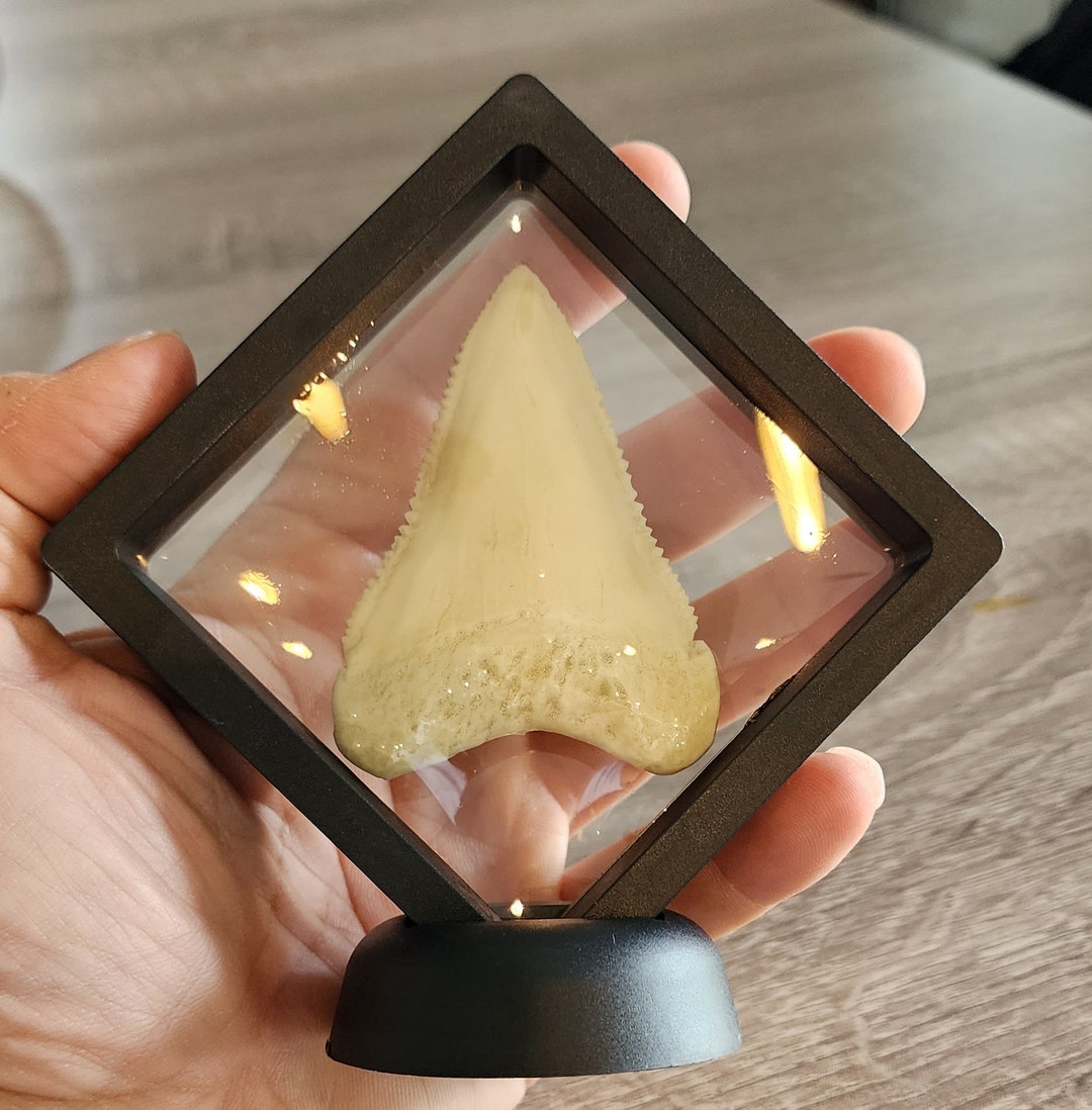 Large Size 2.75 Replica Great White Shark Tooth - Etsy