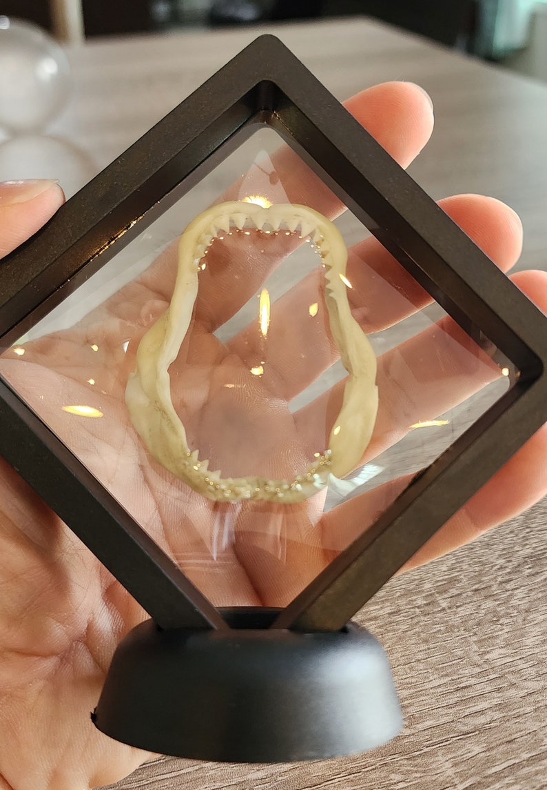 Replica Baby Great White Shark Jaws - Etsy
