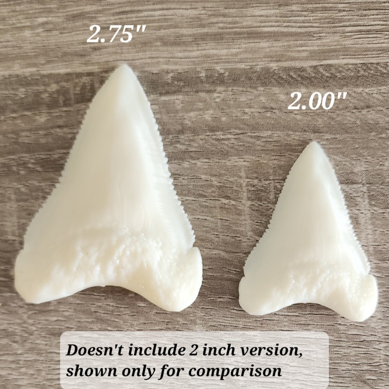 Shark Tooth Display - Etsy