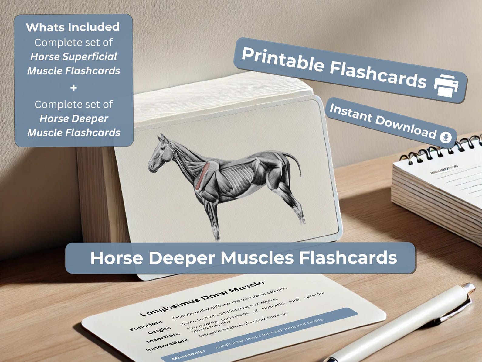 2-set Horse Muscle Flashcards - Superficial & Deeper Muscles - Equine ...