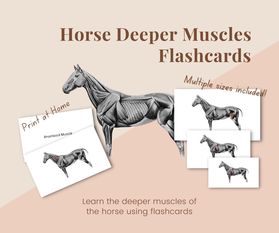 Horse Deeper Muscles Flash Cards. - Etsy Australia