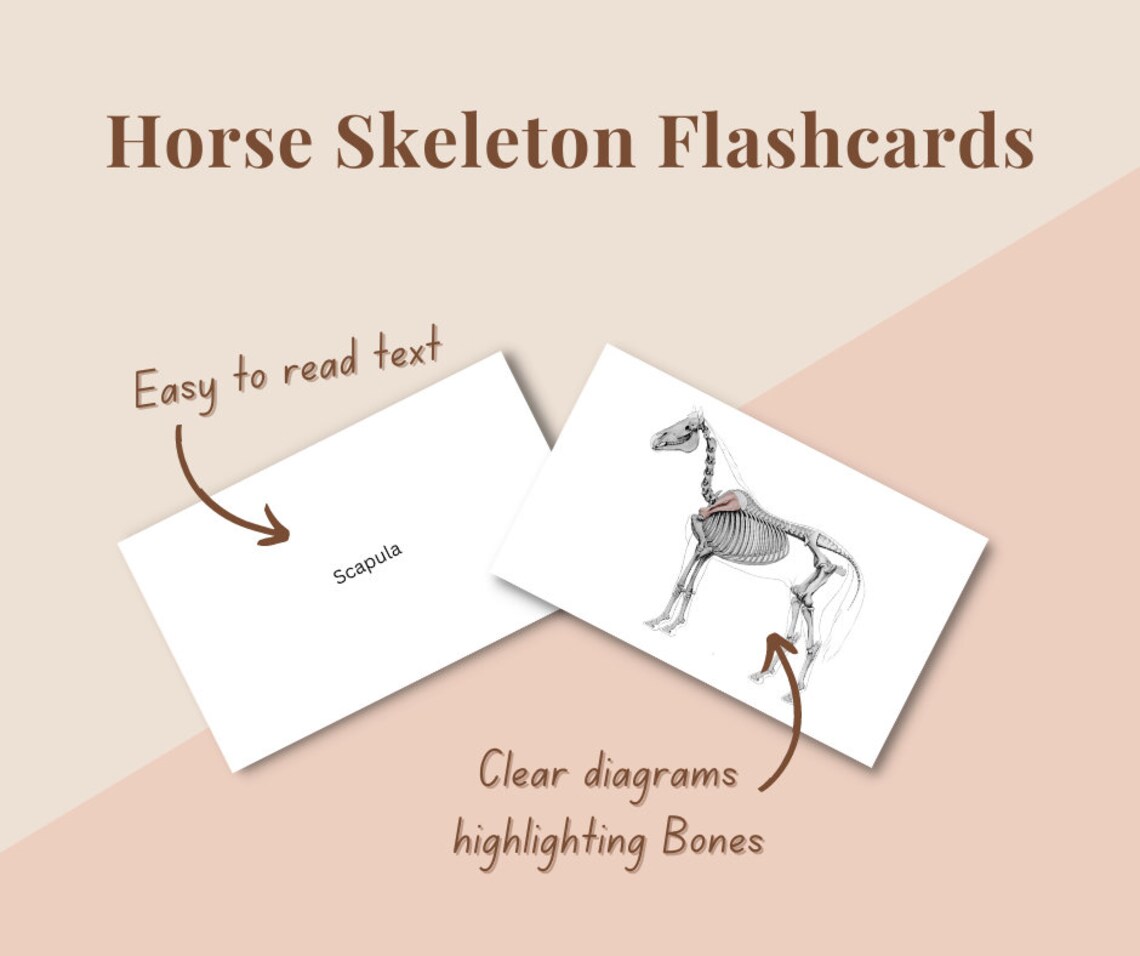 Horse Skeleton Flash Cards. - Etsy Australia