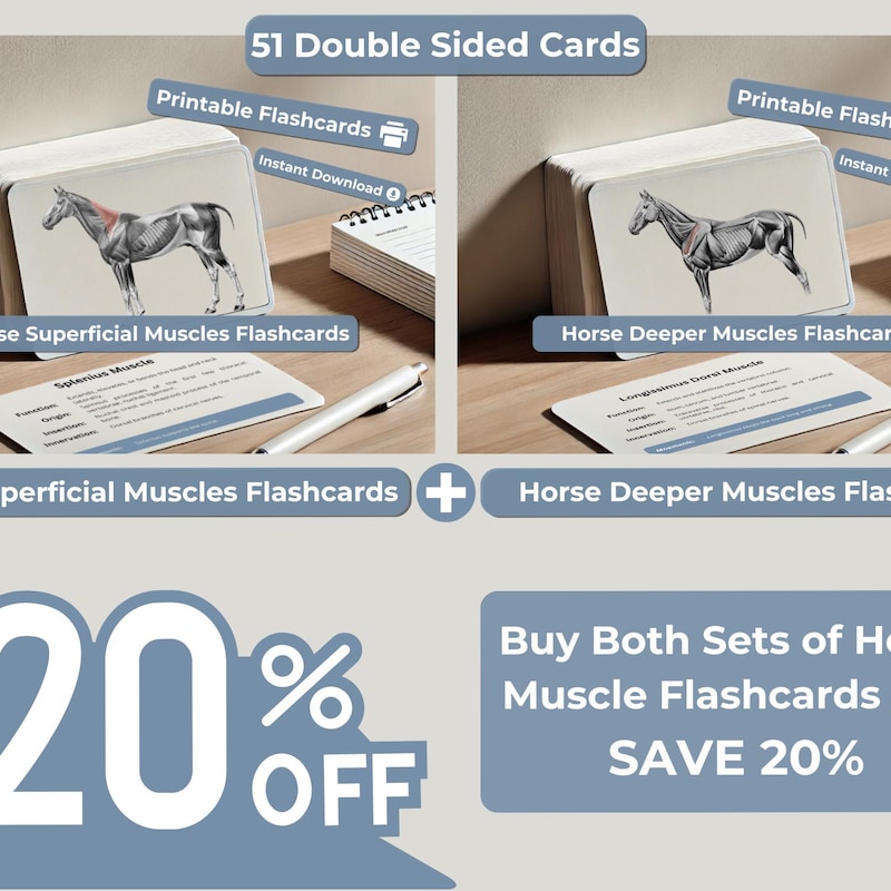 Horse Anatomy Muscles - Etsy