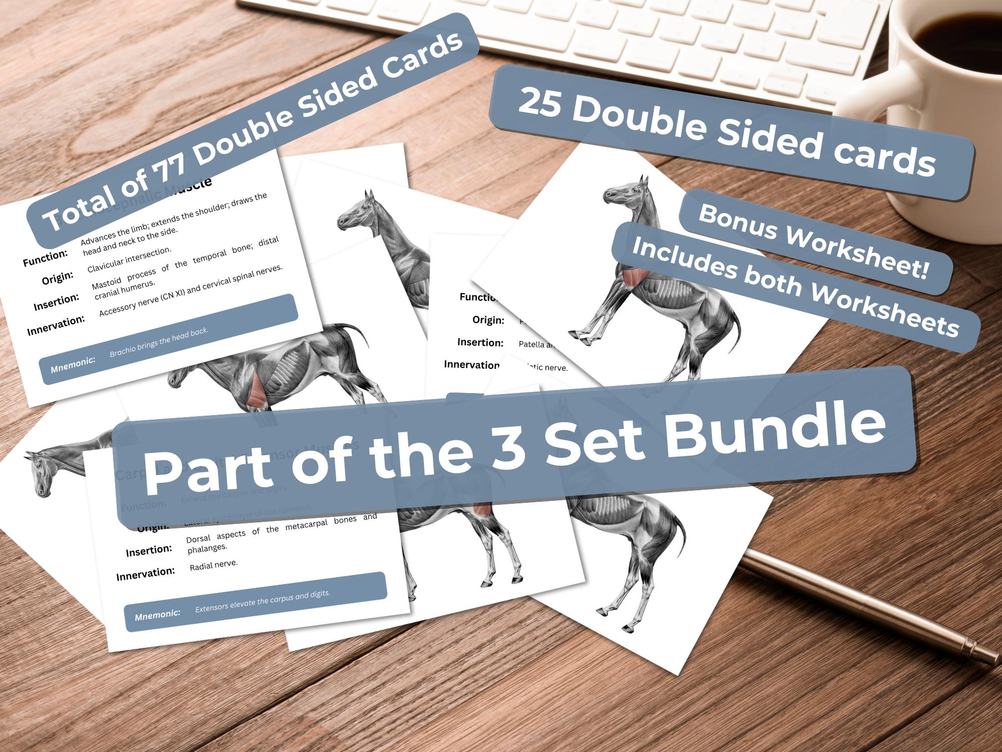 Complete Equine Anatomy Flashcards - Superficial Muscles, Deeper ...