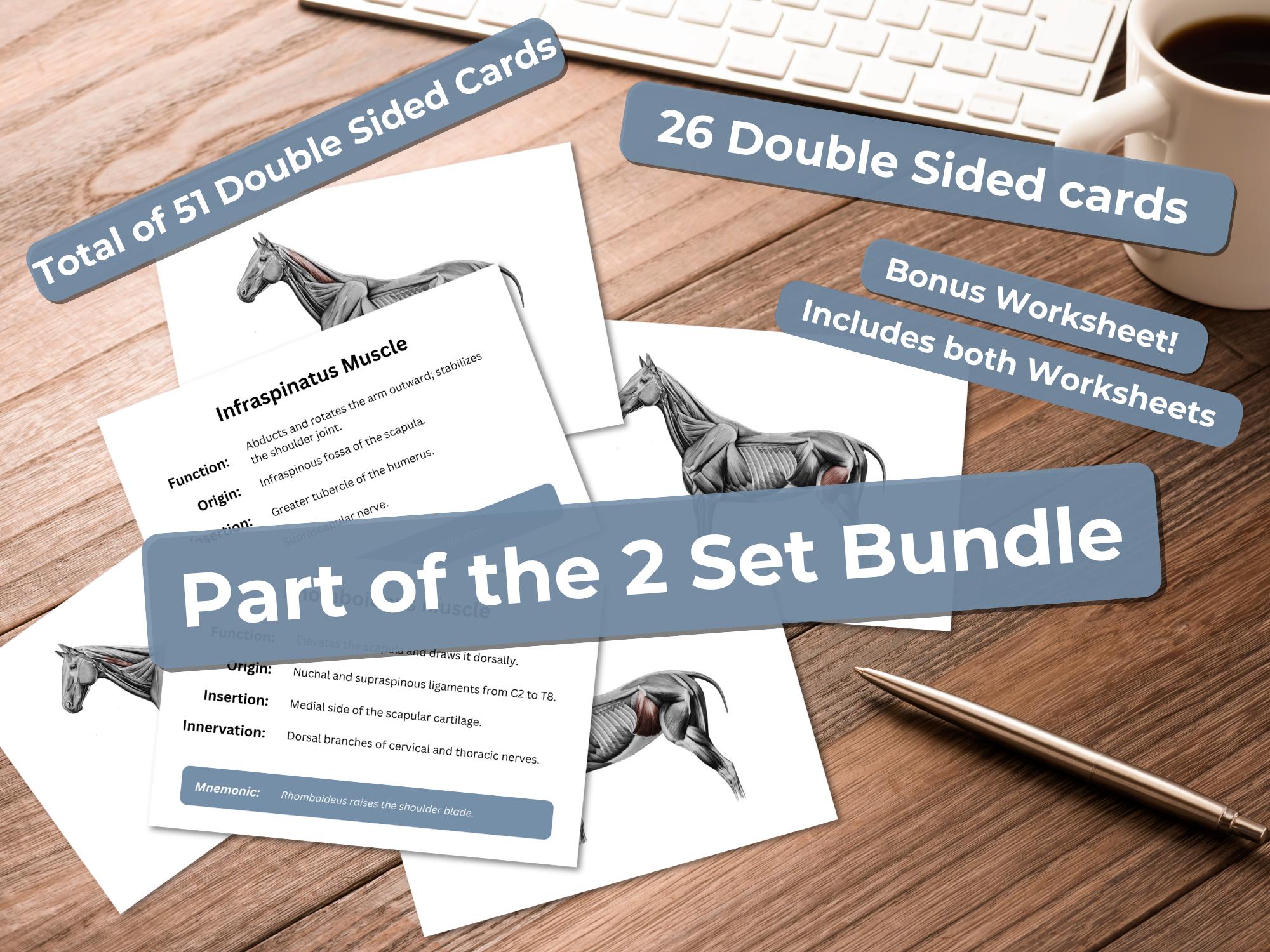 2-set Horse Muscle Flashcards - Superficial & Deeper Muscles - Equine ...