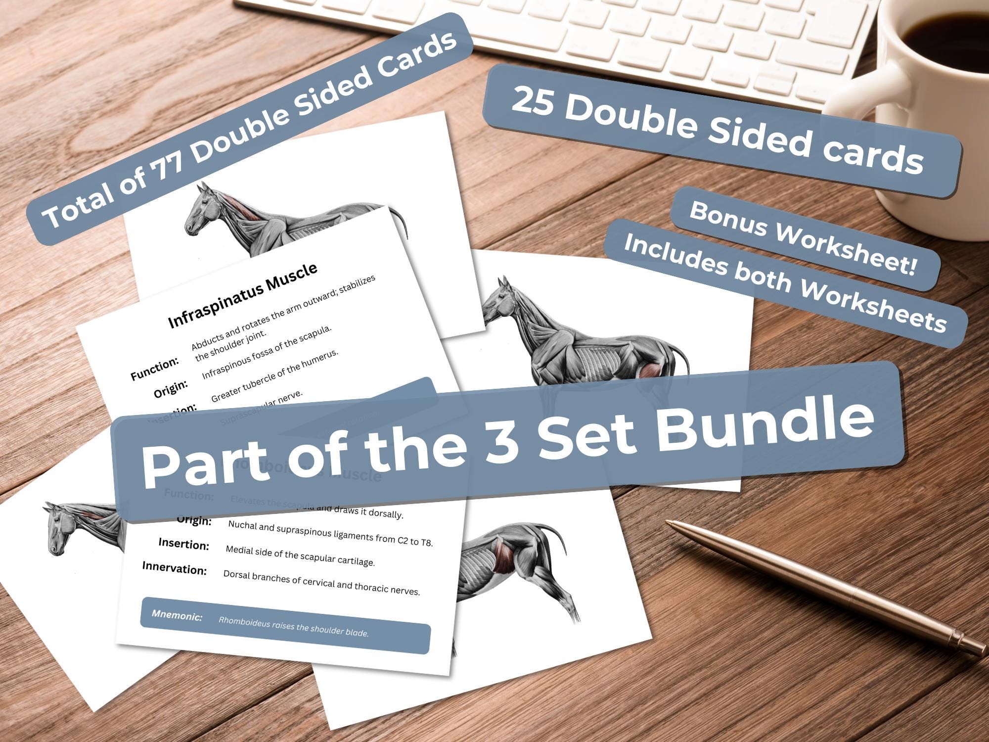 Complete Equine Anatomy Flashcards - Superficial Muscles, Deeper ...