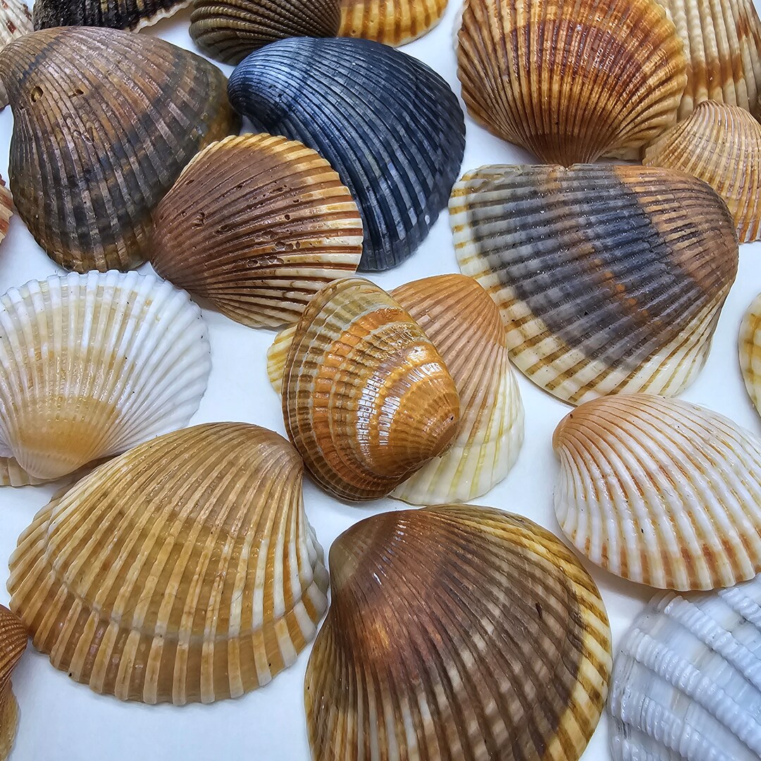 Mixed Handpicked Seashells From Florida, Natural Seashell Variety Lot ...