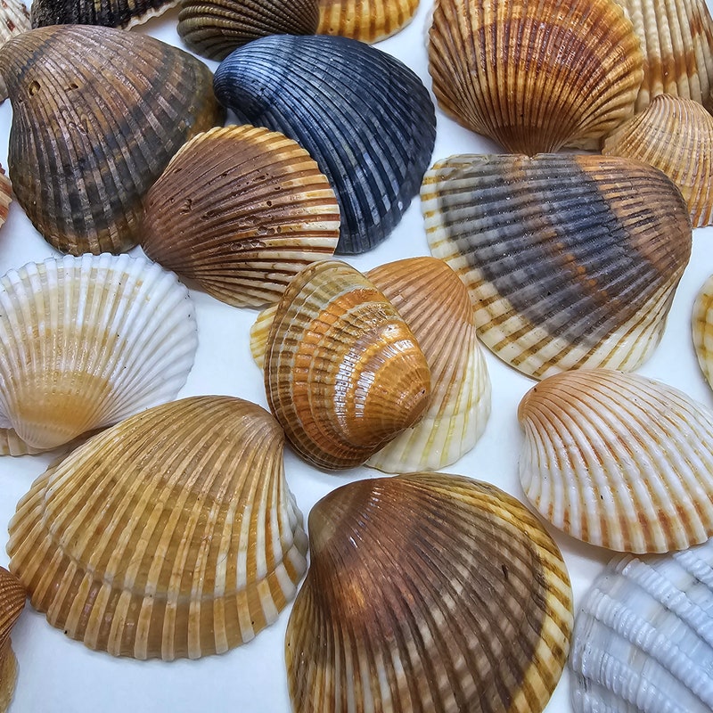 Natural Seashells - Etsy