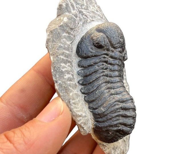 Gorgeous Reedops Trilobite Fossil Phacopidae Devonian Trilobiten ...