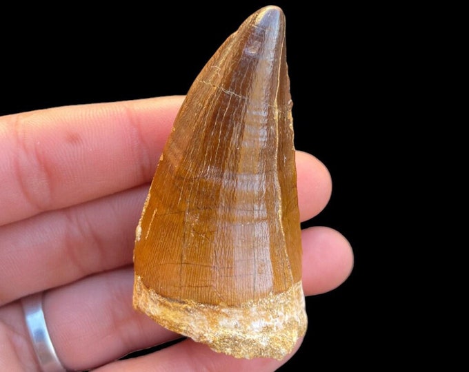 Great Mosasaur Tooth Large Marine Dinosaur Mosasaurs Real Fossil From ...