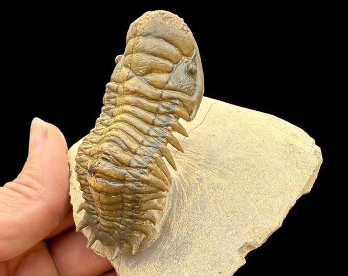 Rare Quality Flying Trilobite Fossil From Morocco: A Piece of Natural ...