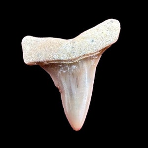 Great Macrorhizodus Falcatus Shark Tooth From Dakhla Morocco - Etsy