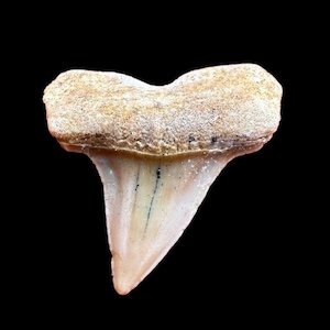 Extra Rare Macrorhizodus Falcatus Shark Tooth From Dakhla Morocco - Etsy