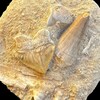 Awesome Otodus Obliquus Shark Tooth, Fossil Dinosaur Tooth, Big Otodus ...