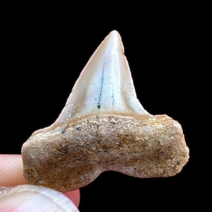 Extra Rare Macrorhizodus Falcatus Shark Tooth From Dakhla Morocco - Etsy