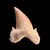 Great Macrorhizodus Falcatus Shark Tooth From Dakhla Morocco - Etsy