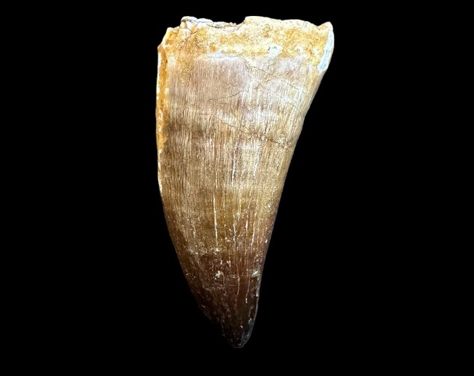 Top Quality Mosasaurus Tooth in Its Root From Morocco, Fossilized Dino ...