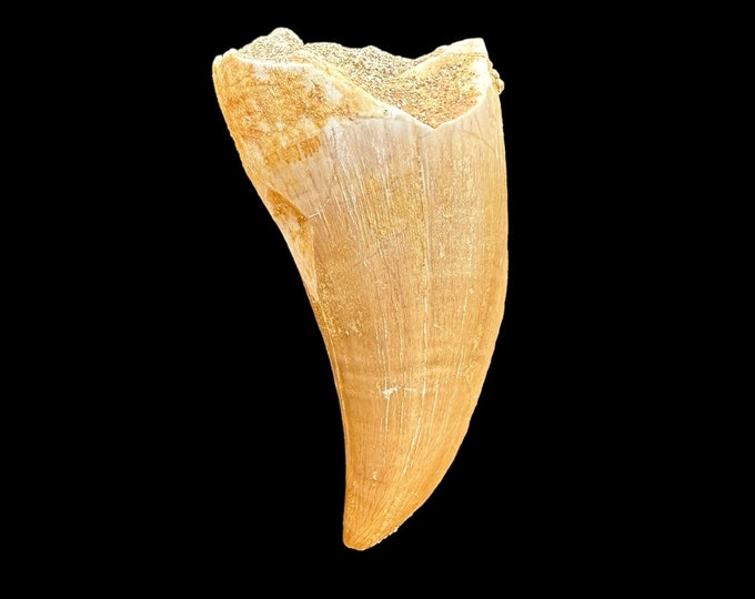 Great Mosasaur Tooth Large Marine Dinosaur Mosasaurs Real Fossil From ...
