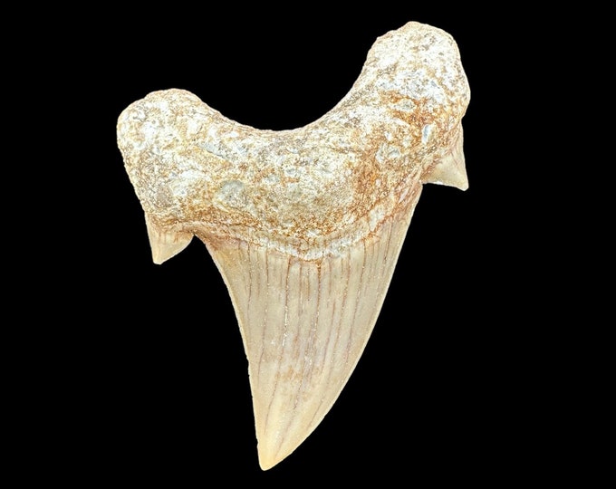 Mind-blowing Otodus Obliquus Shark Tooth From Morocco, Moroccan ...