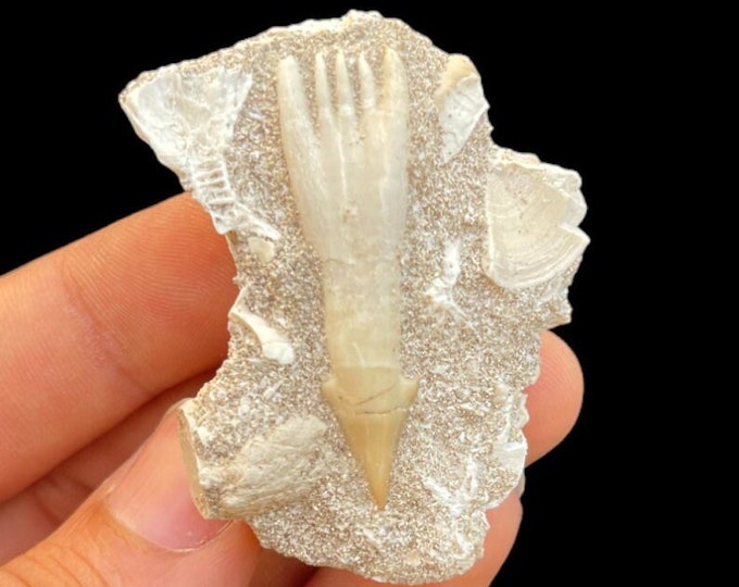 Awesome Ancient Sawfish Marvel: Genuine Cretaceous Onchosaurus Rostral ...