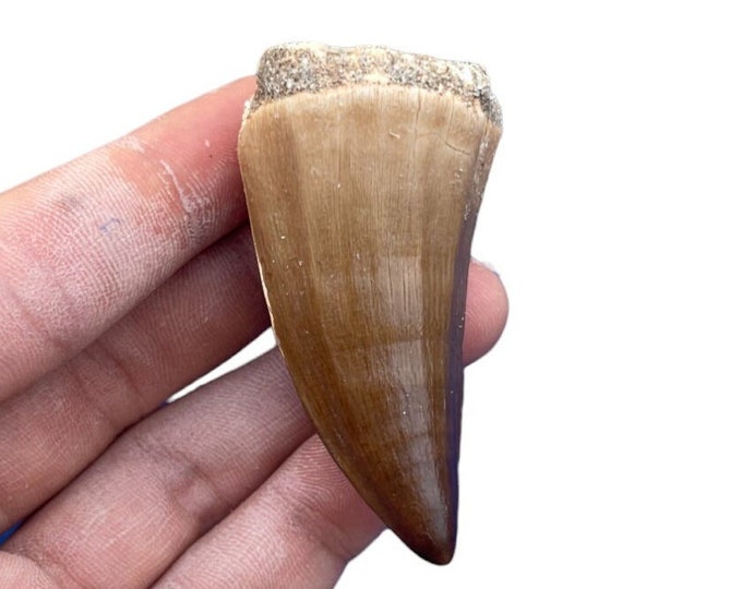 Top Quality Mosasaurus Tooth in Its Root From Morocco, Fossilized Dino ...