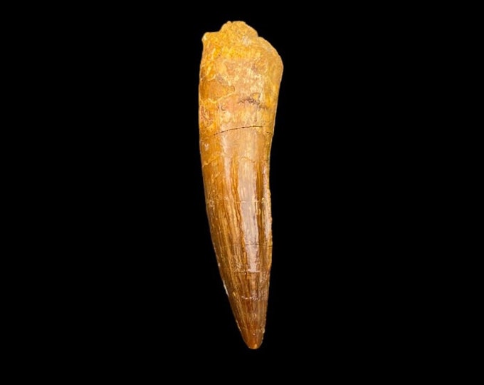 Awesome Spino Tooth, Great Spinosaurus Tooth, Cretaceous Dinosaur Tooth ...