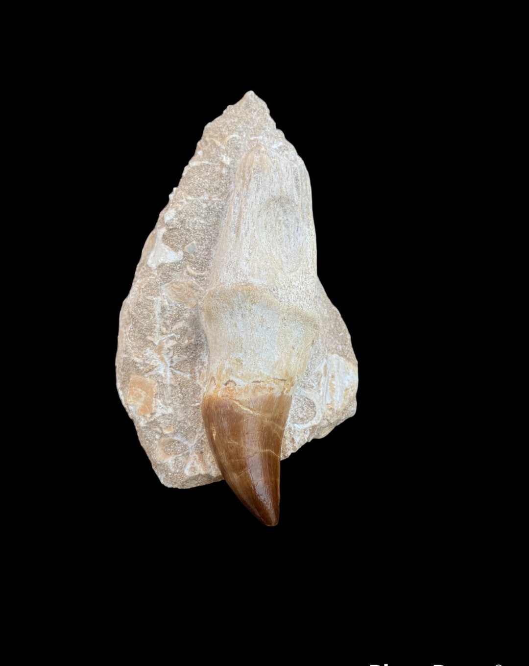 A Big Mosasaurus Tooth in Its Root From Morocco, Reptile Tooth ...