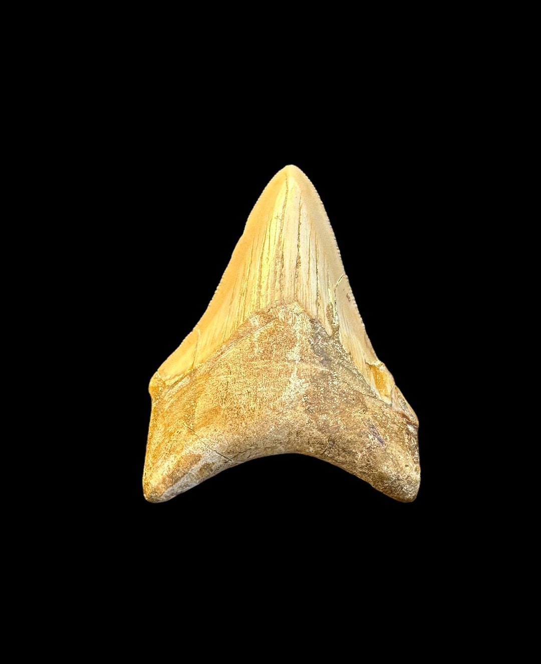 2.95 Inches Great Moroccan Megalodon Shark Tooth Authentic - Etsy