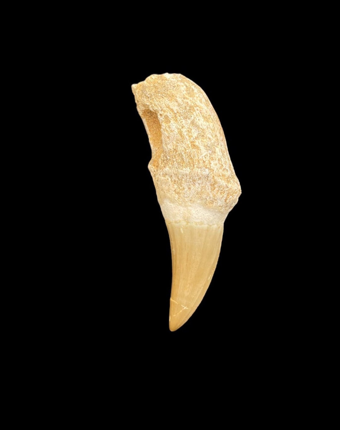 Top Quality TYLOSAURUS TOOTH Fossils Teeth Mosasaurus Dinosaur - Etsy