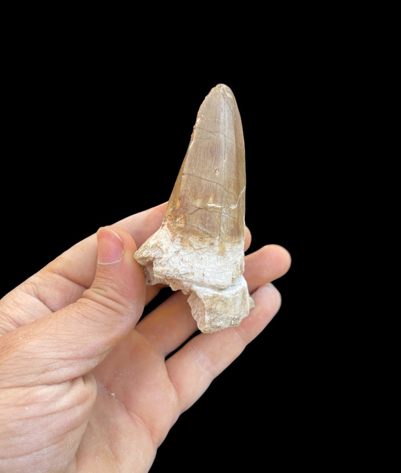 Huge TYLOSAURUS TOOTH Fossils Mosasaurus Tooth Dinosaur Tooth - Etsy