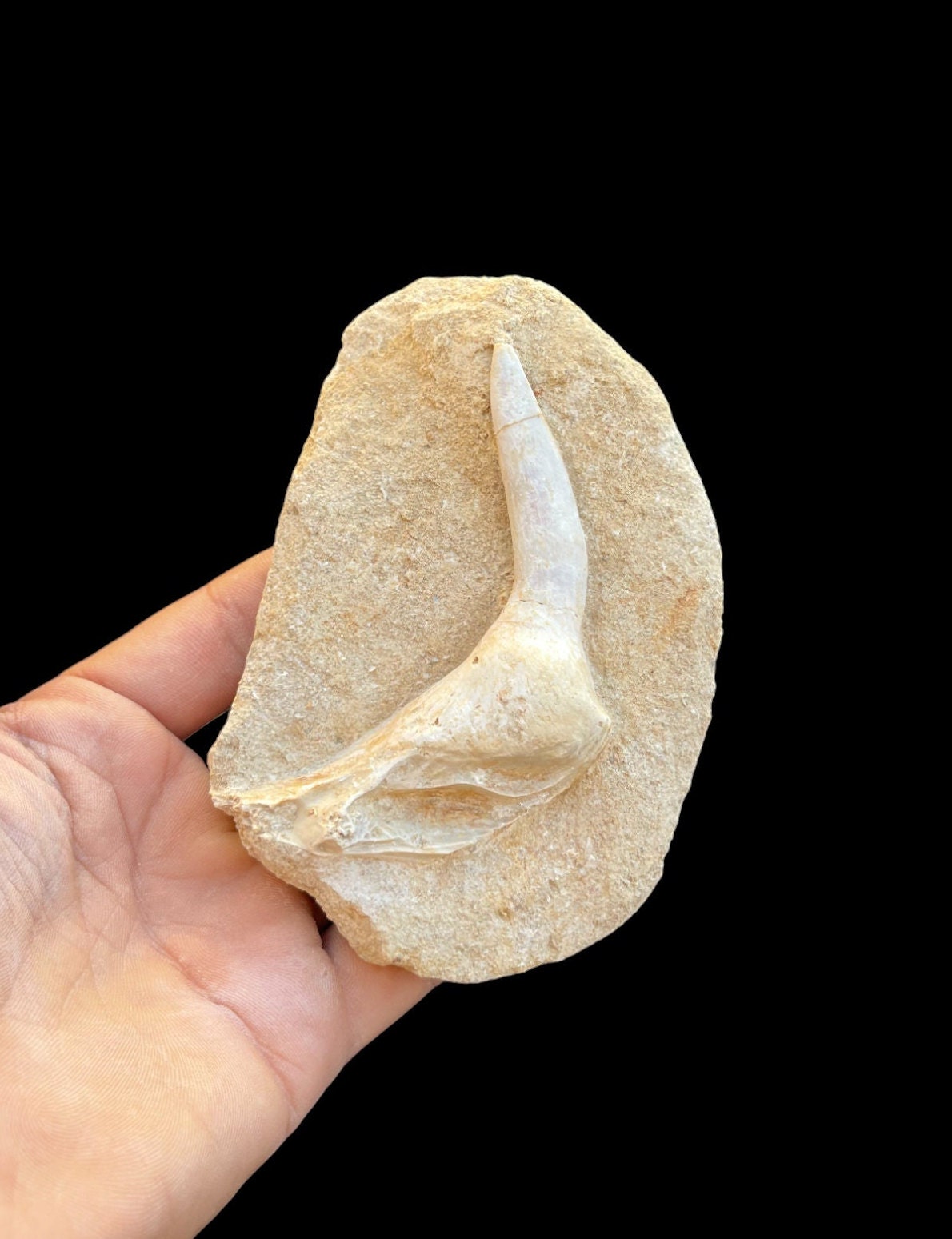 Prehistoric Treasure: Authentic Rooted Enchodus Tooth for - Etsy