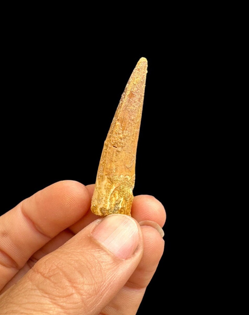 Perfect Spino Tooth Great Spinosaurus Tooth Cretaceous - Etsy