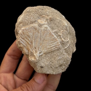 1.9 Fossil Fish enchodus Hypural Bone in Matrix tailbone From ...