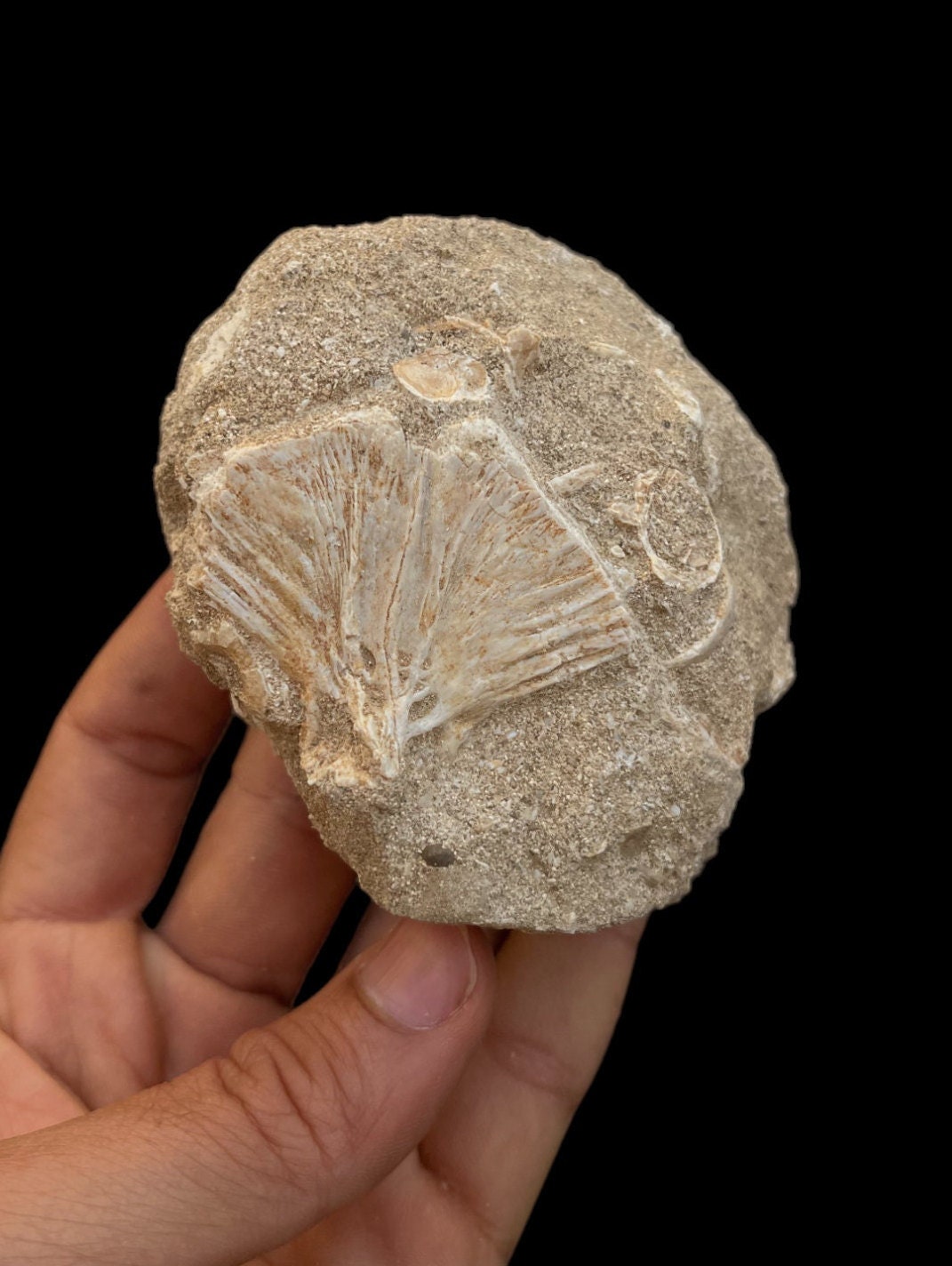 1.9 Fossil Fish enchodus Hypural Bone in Matrix - Etsy