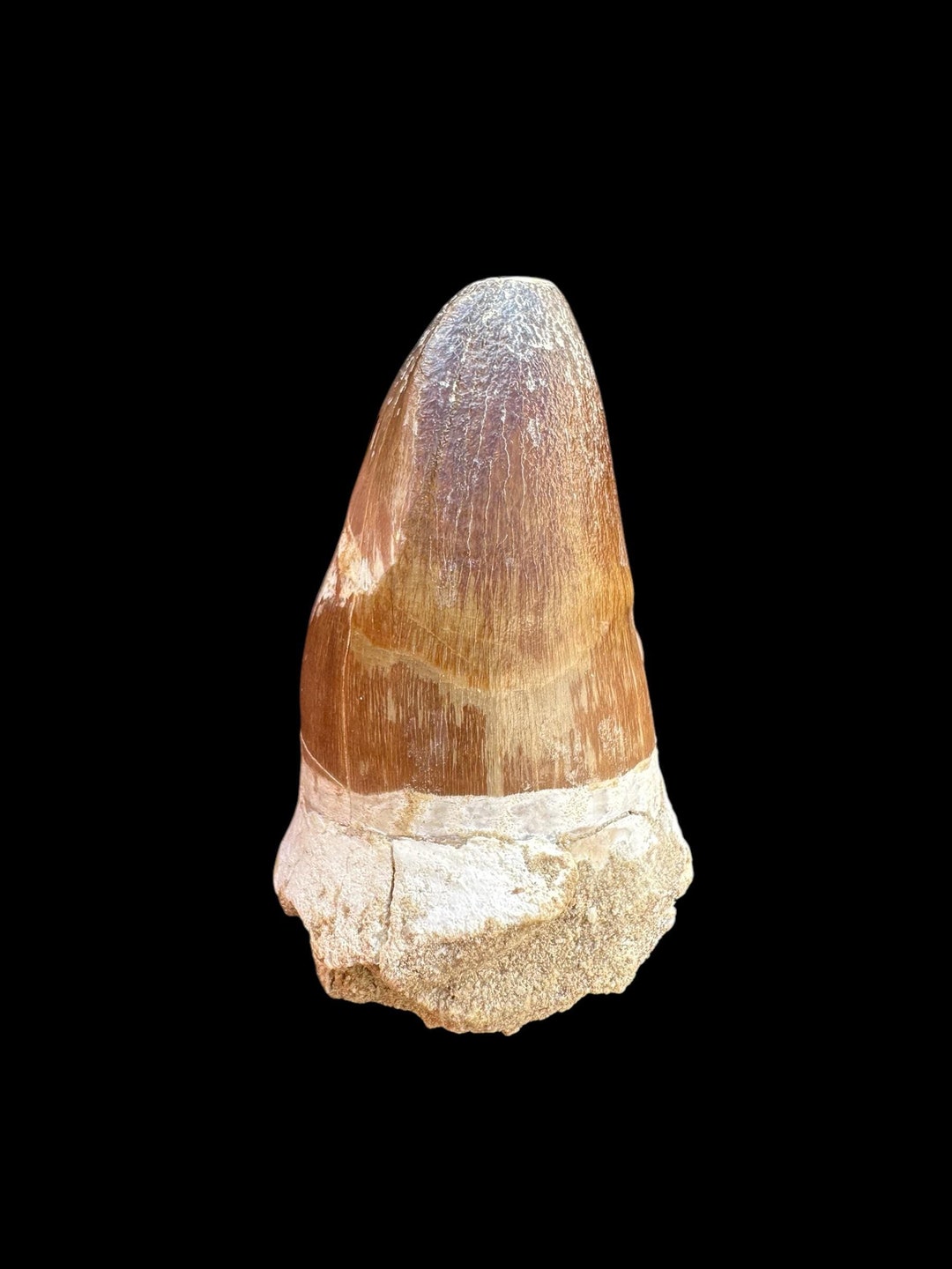 Great Quality Prognathodon Curry, Mosasaurus Tooth From Morocco ...