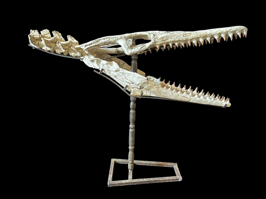 Hainosaurus Skull – Rare 90% Natural Fossil With Attached Vertebrae ...
