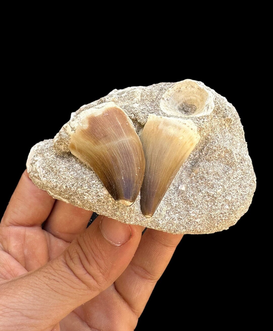 A Gorgeous Pair of Mosasaurus Teeth in Matrix, Dinosaur Tooth ...