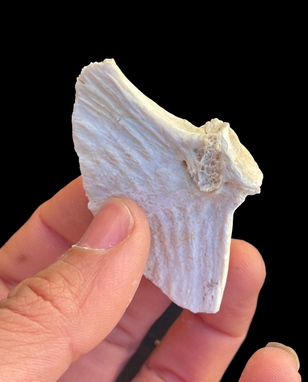 1.4 Fossil Fish enchodus Hypural Bone tailbone From Cretaceous Age ...