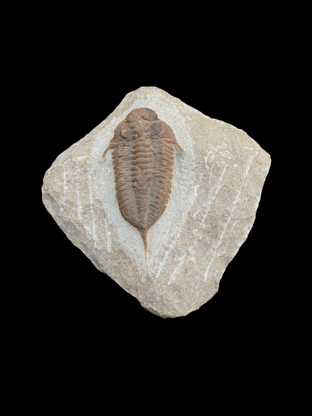 Rare Beauty: Kingaspidoides Cf Angustigena Hupé Trilobite A - Etsy