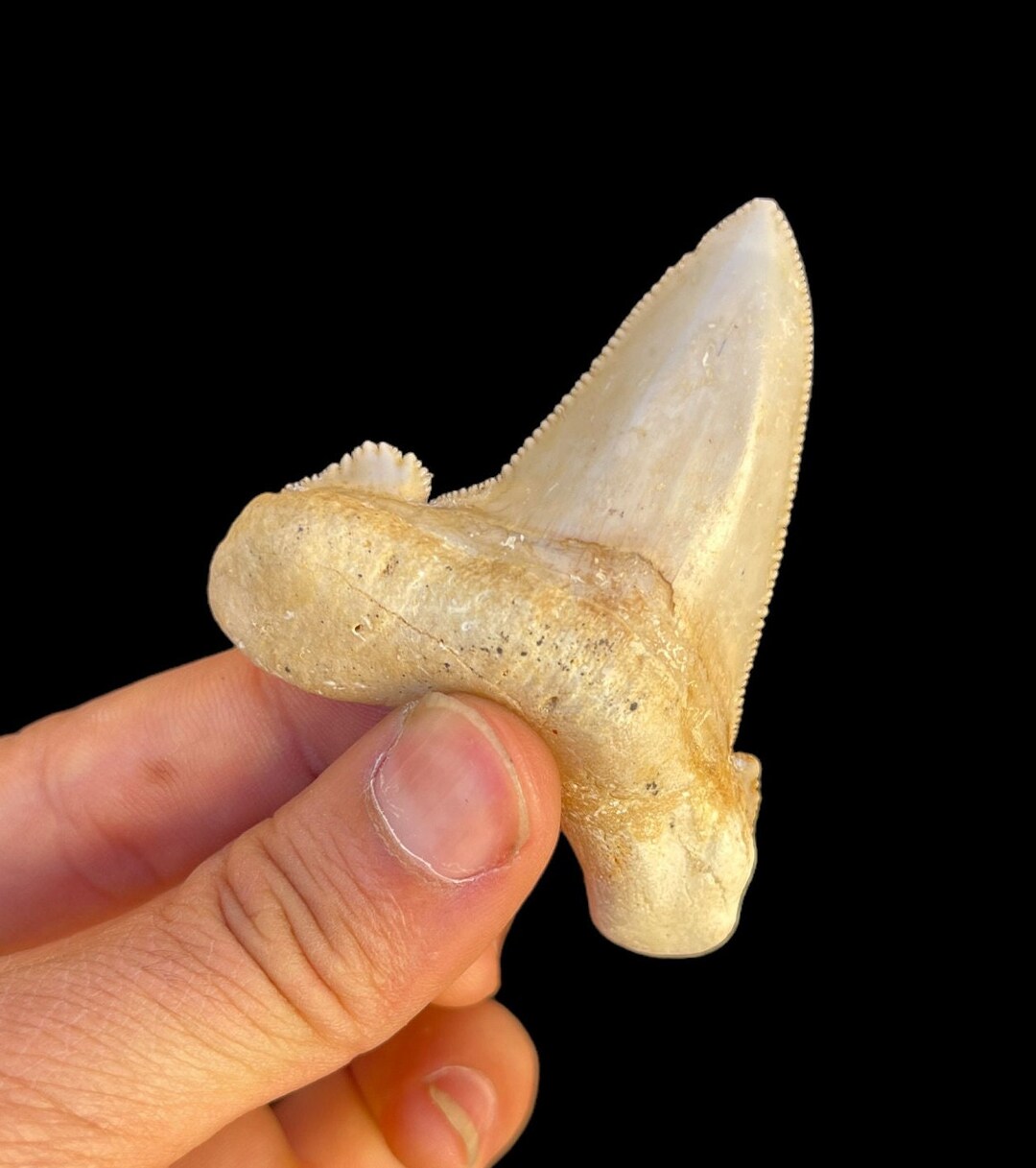 Gorgeous Auriculatus Sokolovi Shark Tooth, Dinosaur Tooth From Morocco ...