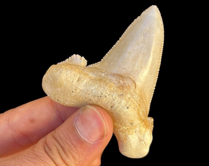 Gorgeous Auriculatus Sokolovi Shark Tooth, Dinosaur Tooth From Morocco ...
