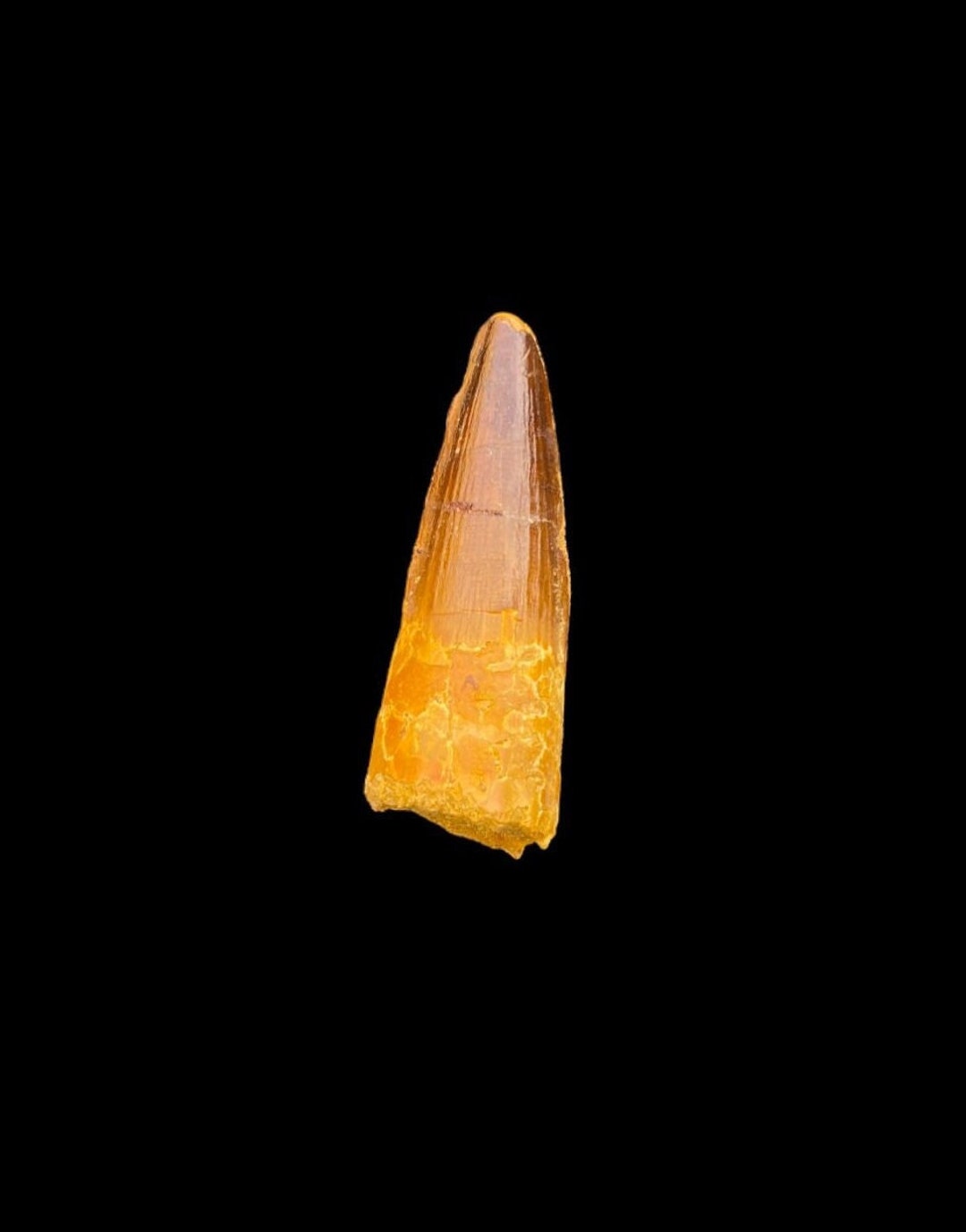 Nice Spino Tooth, Great Spinosaurus Tooth, Cretaceous Dinosaur Tooth ...
