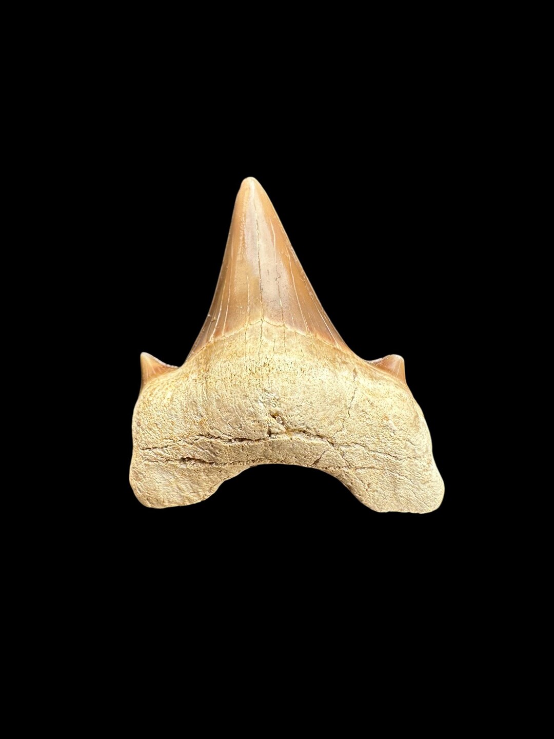 Great Rare Color Otodus Shark Tooth – Fossilized Treasures From ...