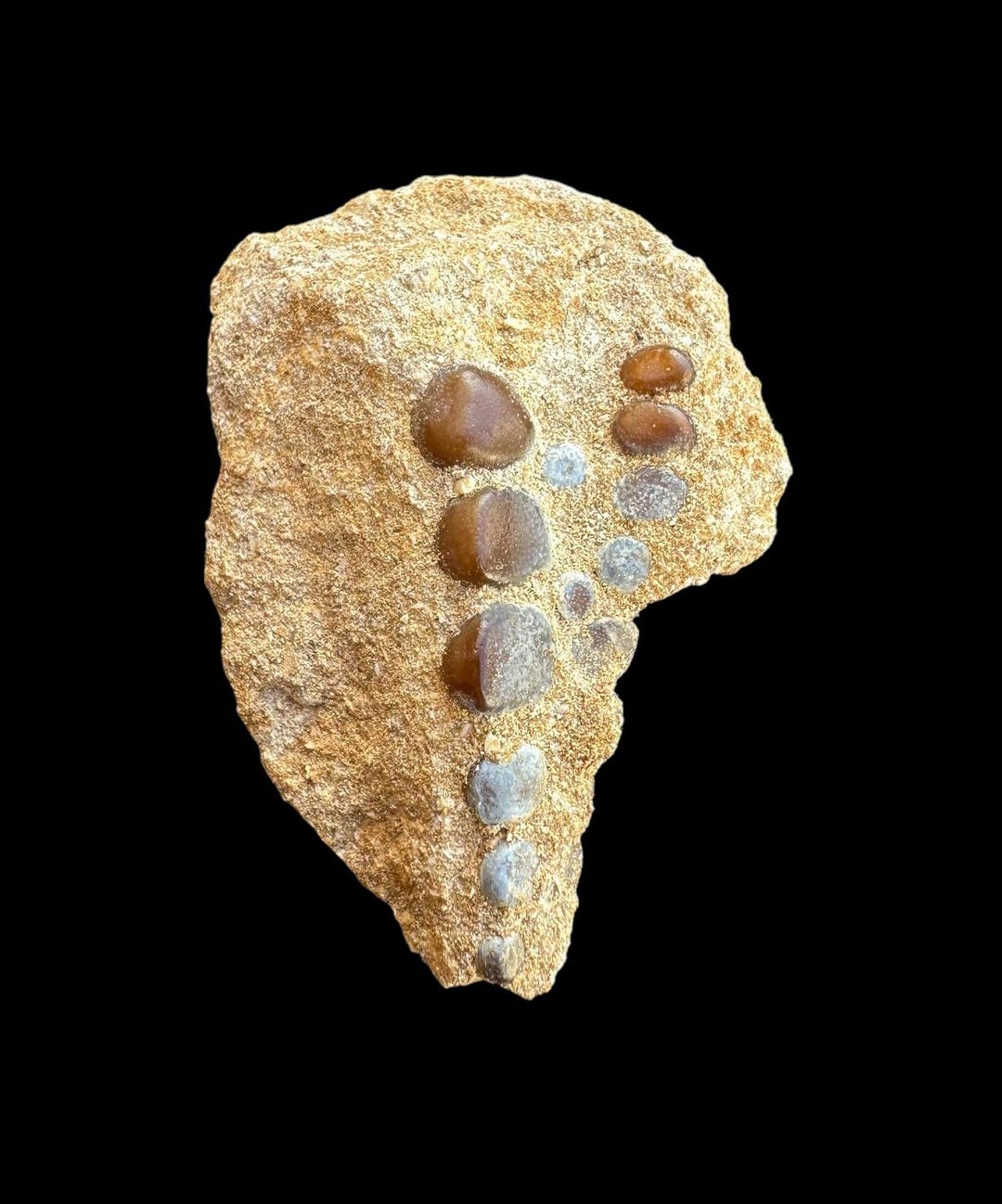 Awesome Pycnodus Sp. Fossil Fish Mouthplate - Cretaceous Fish Fossil ...